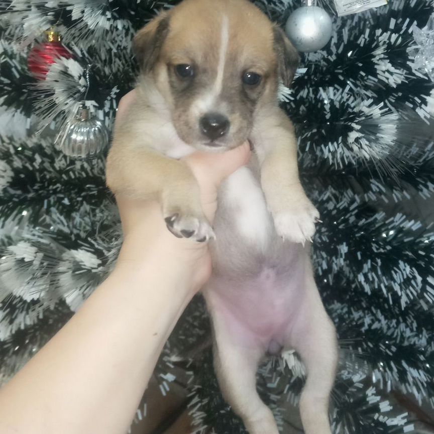 Русский той-терьер, щенок