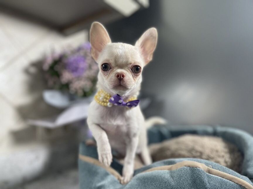 Кремовая девочка чихуахуа, документы РКФ