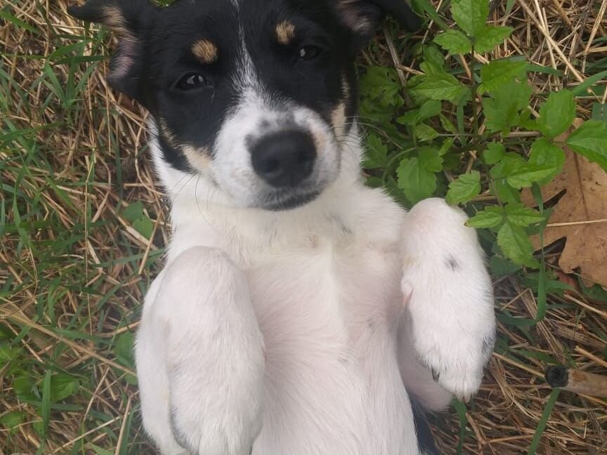 Щенок в добрые руки бесплатно