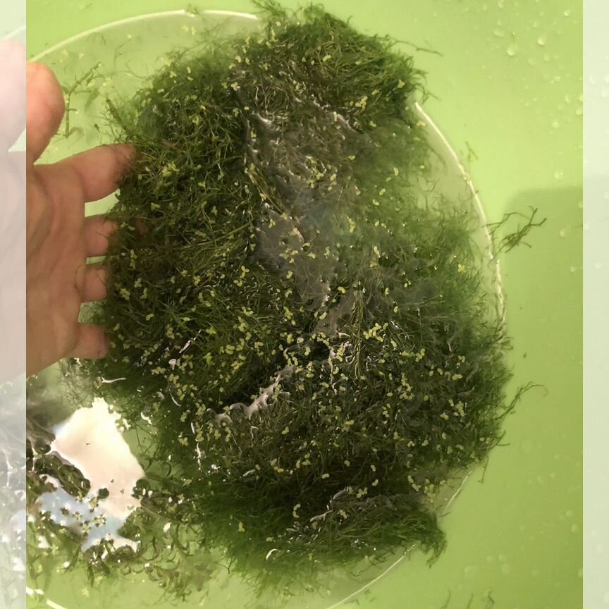 Аквариумная прополка