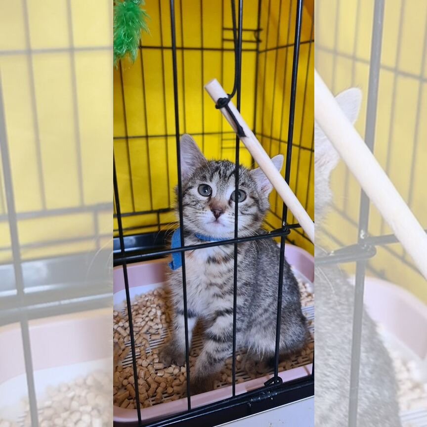 Котёнок в добрые руки