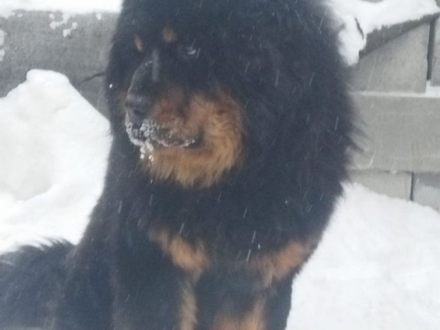 Тибетский мастиф щенки бронь