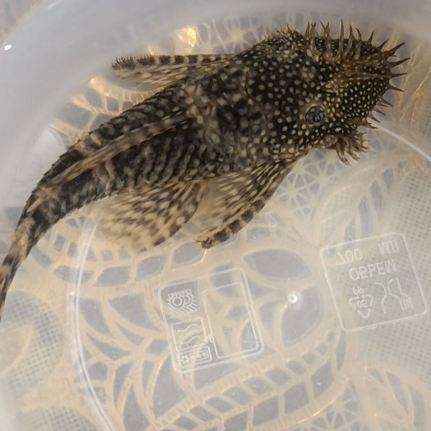 Аквариумные сомики