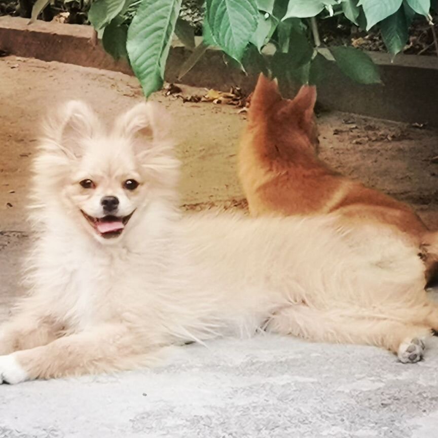 Щенок немецкого шпица