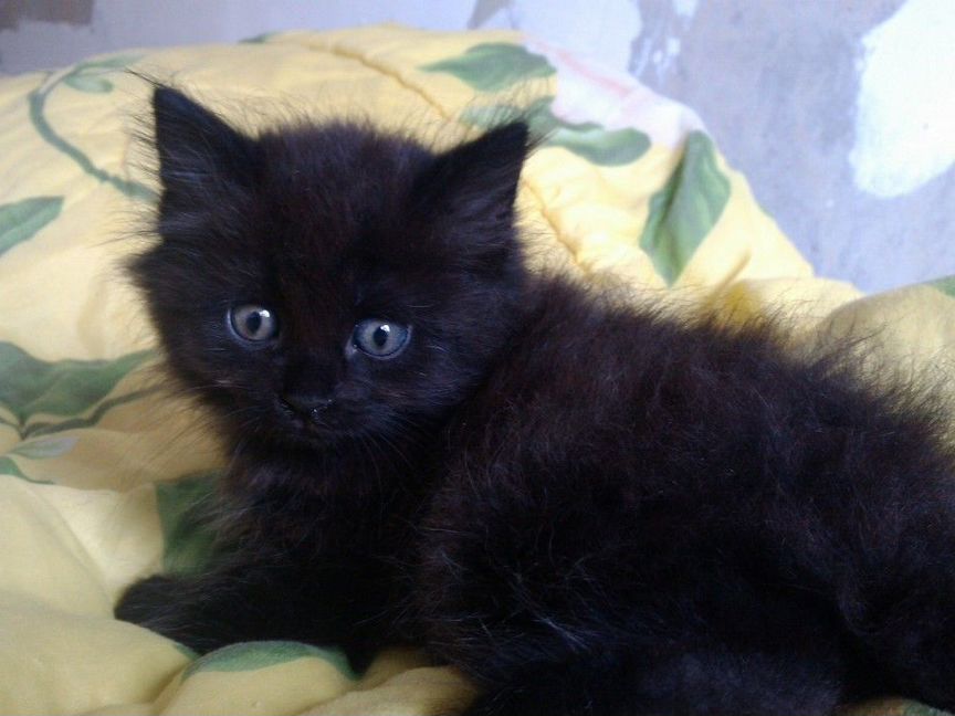 Котята в добрые руки бесплатно