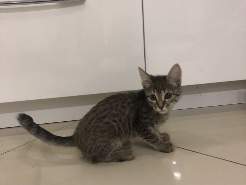 Кошка Египетская Мау