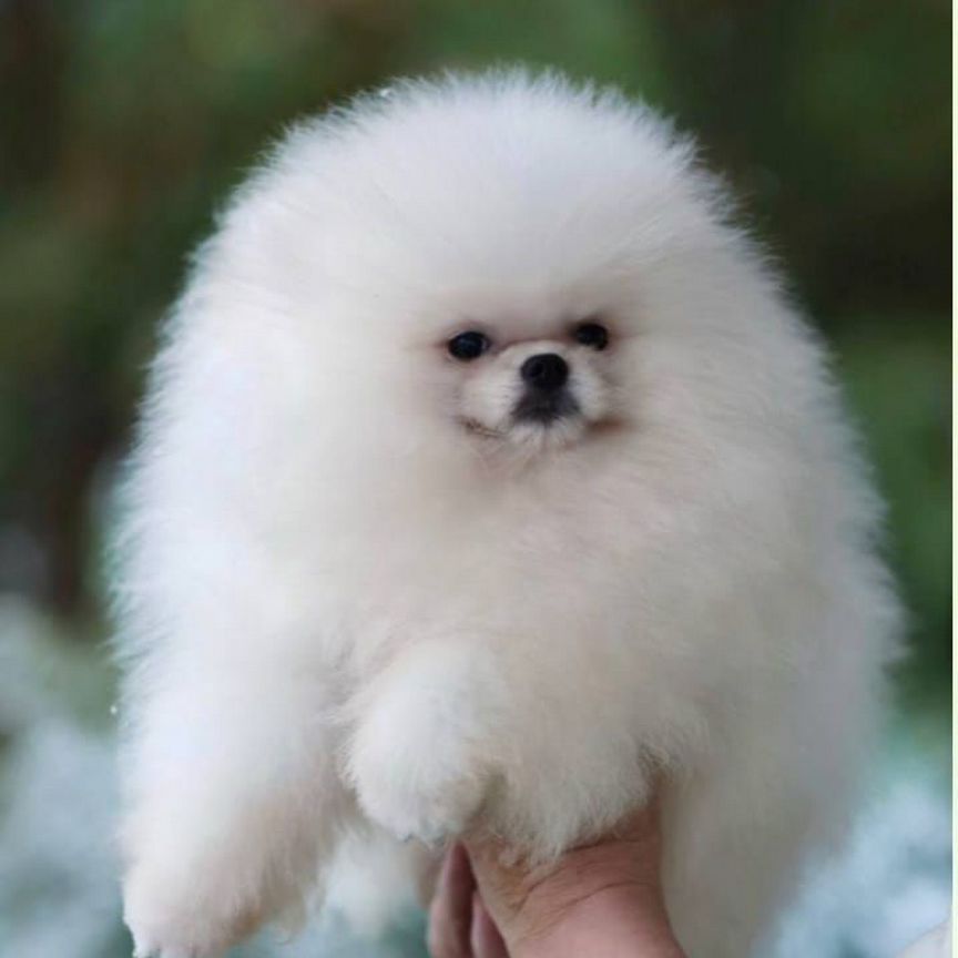 Померанский шпиц медвежьего типа