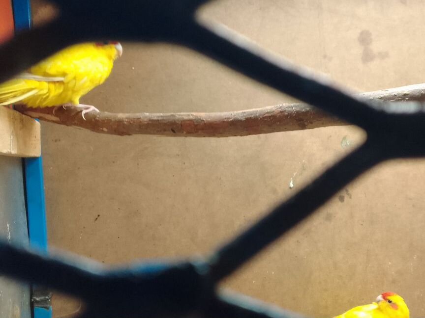 Попугай какарик