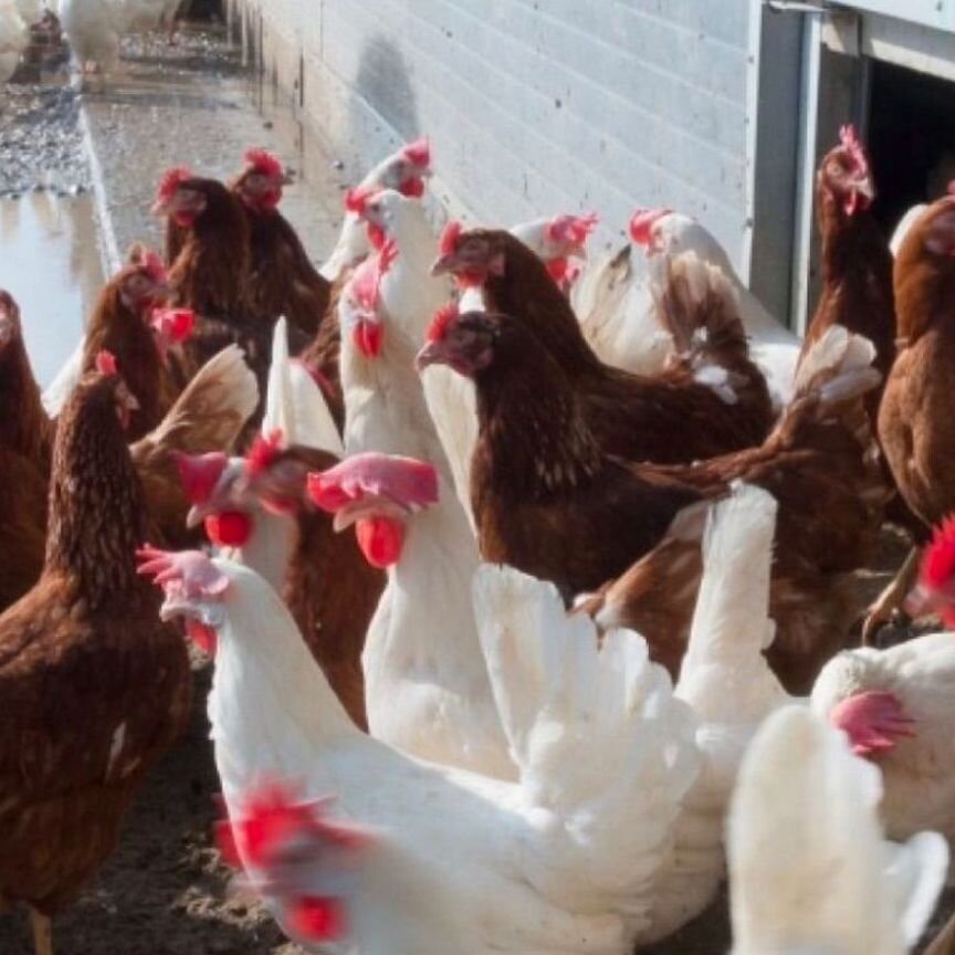 Куры высокой яйценоскости