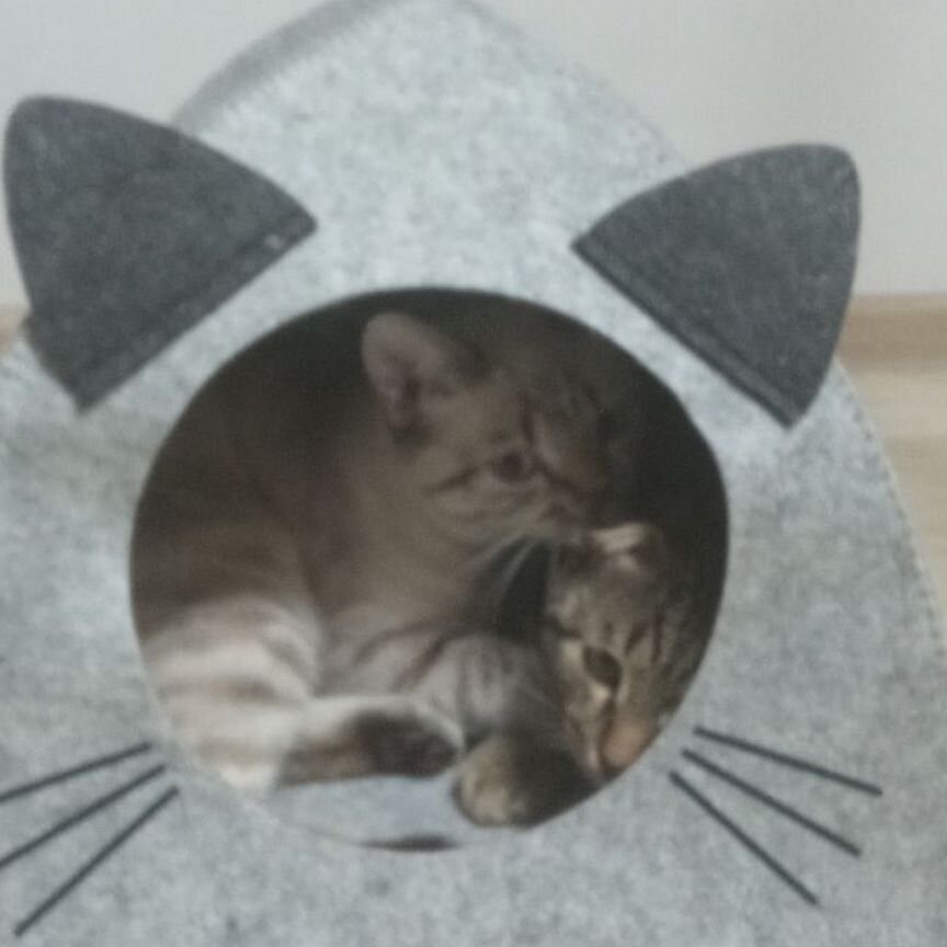 Кошечки в дар 7 месяцев (мальчик и девочка)