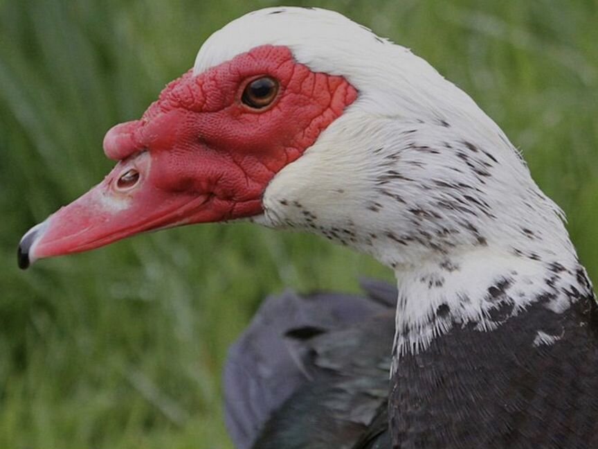 Утки "шипуны " живым весом