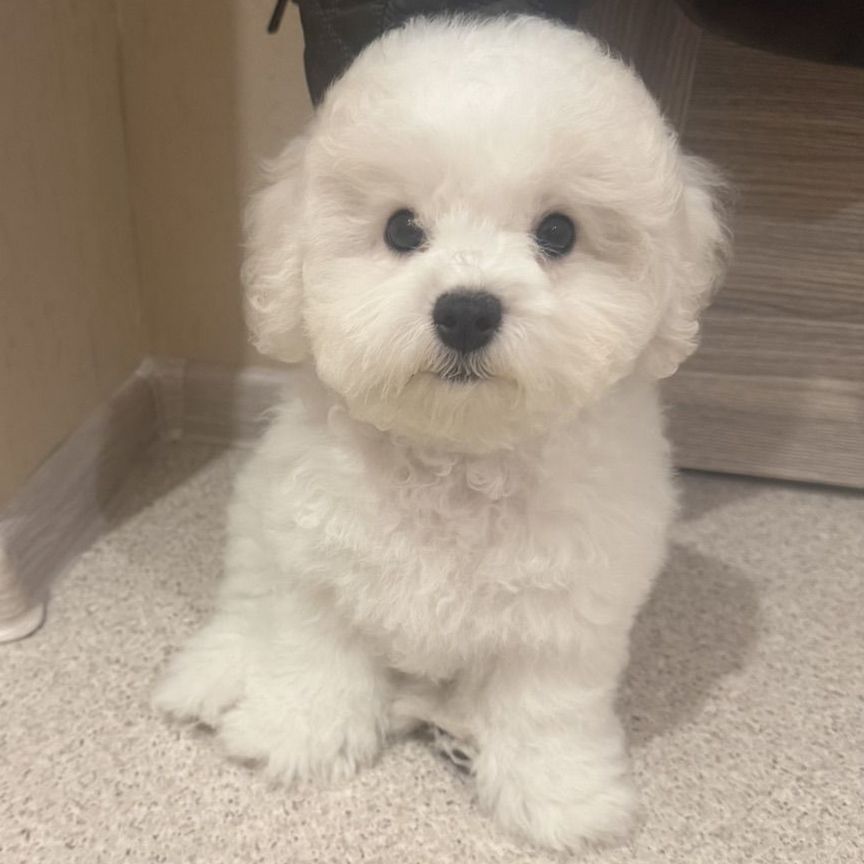 Бишон фризе, щенок