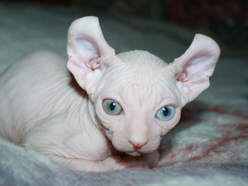 Разноглазая кошечка