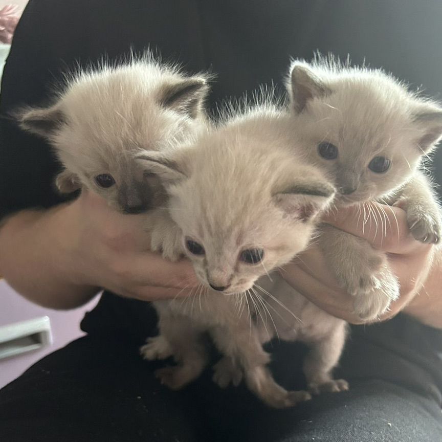 Котята, от британской кошки