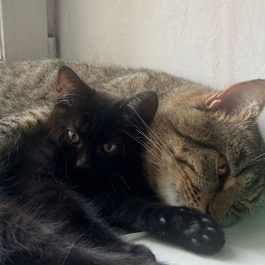 Котята в добрые руки даром бесплатно