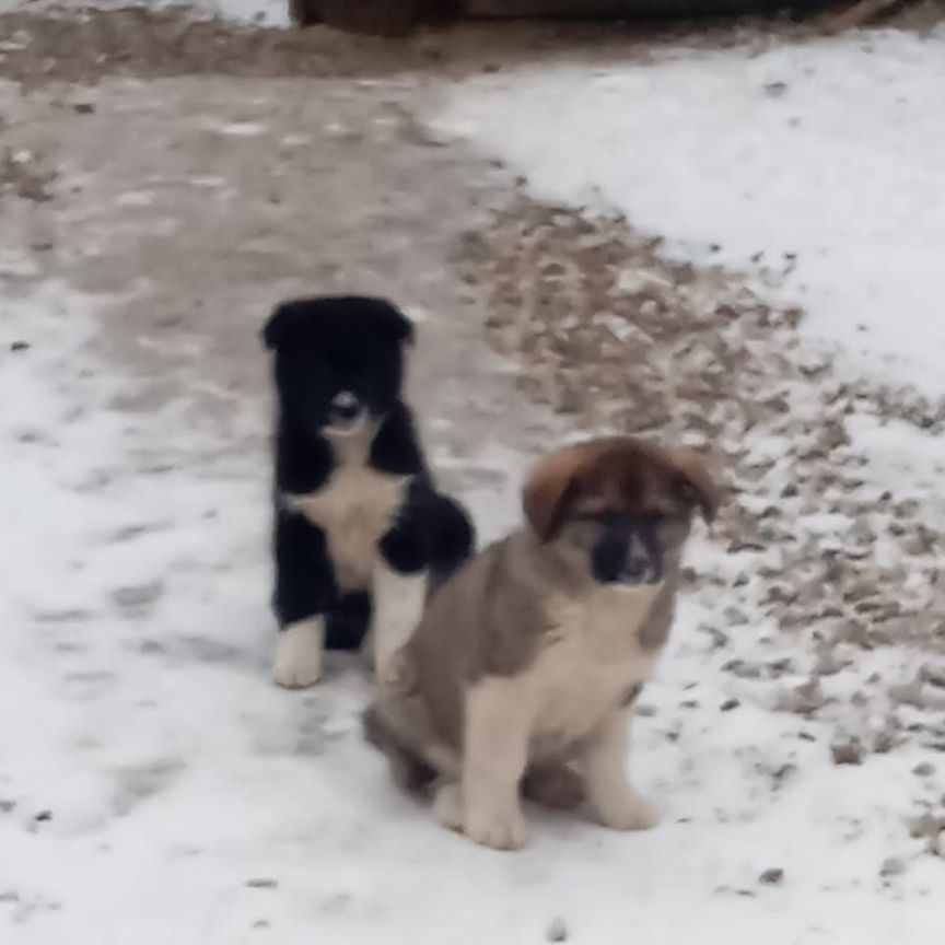 Щенок в добрые руки