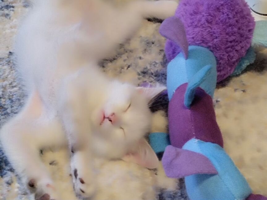 Котенок мальчик