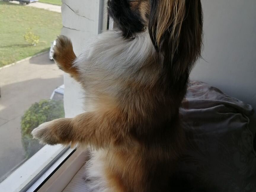 Вязка пекинес