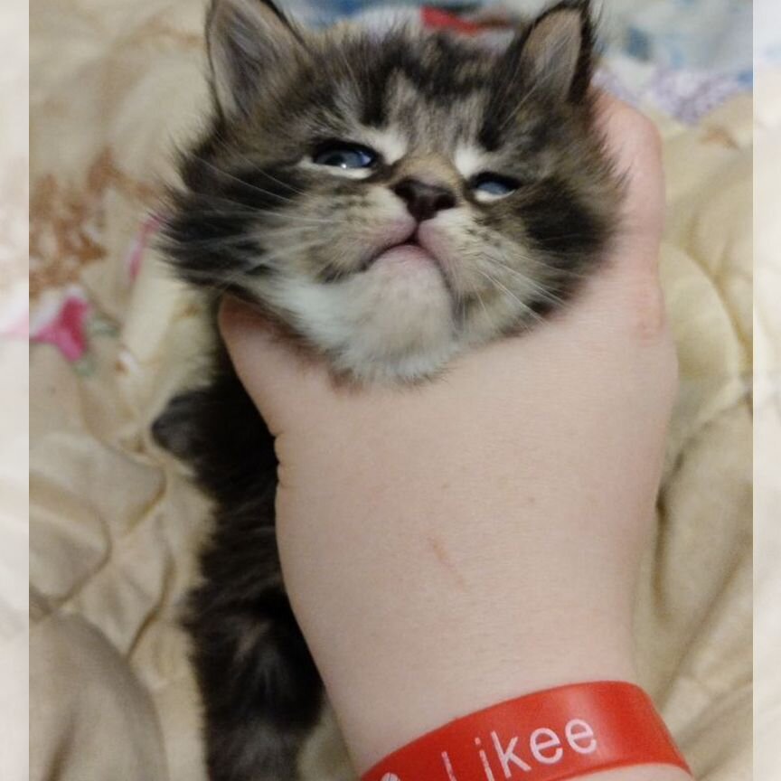 Мейн-кун котёнок