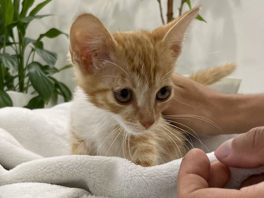 Котенок ищет дом