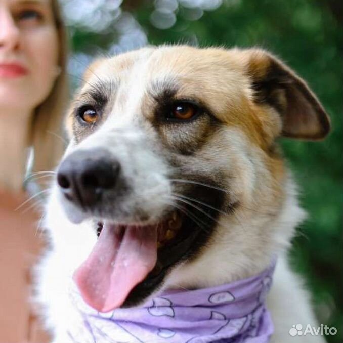 Добрая, ласковая собака из приюта никому не нужна