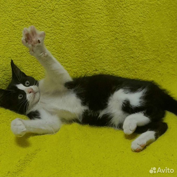 Маркизный котенок 3 с половиной месяца