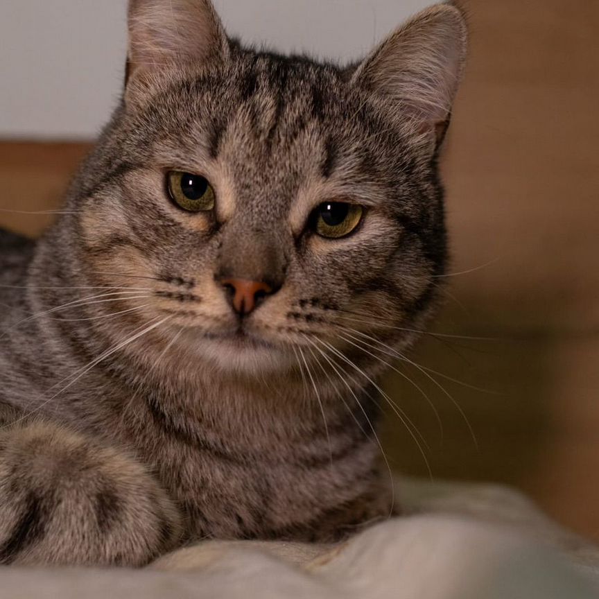 Кот Шумахер