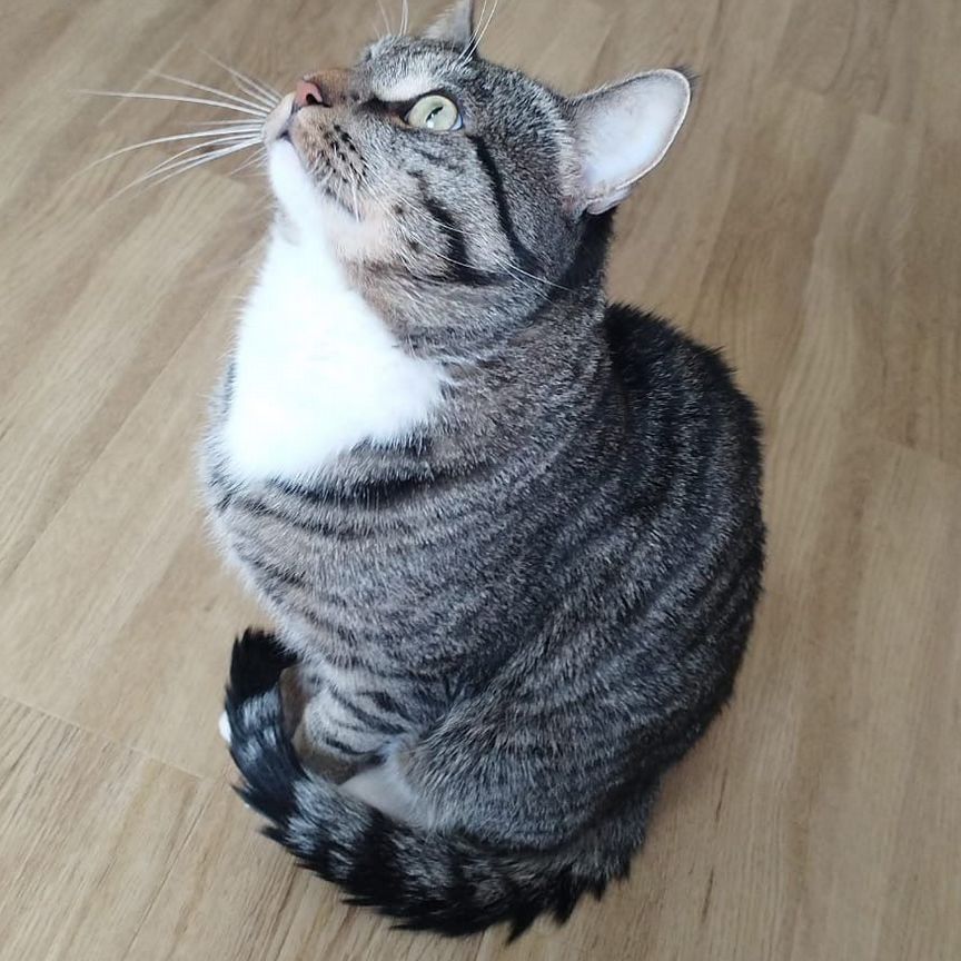 Взрослый кот в добрые руки