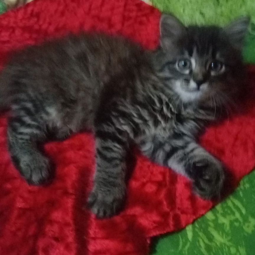 Шотландский вислоухий длинношёрстный котёнок