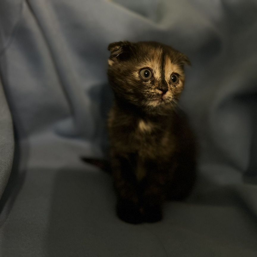 Котенок в добрые руки
