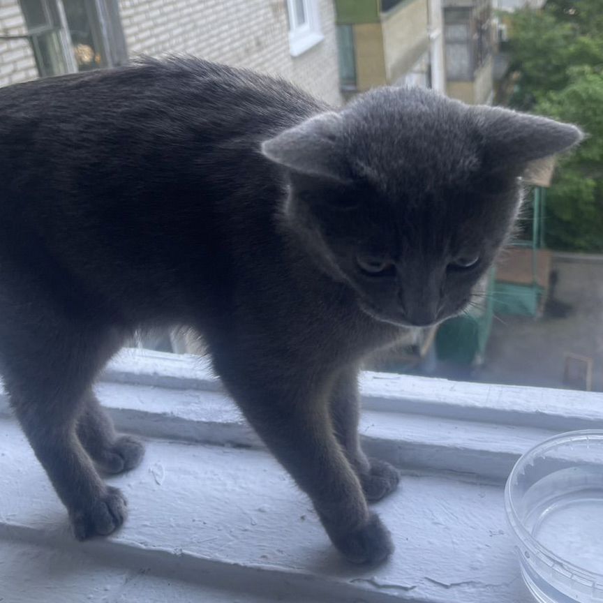 Найдена кошечка