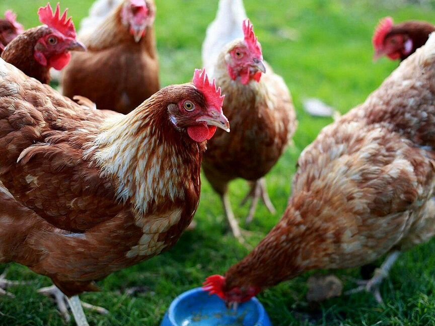 Куры несушки продам