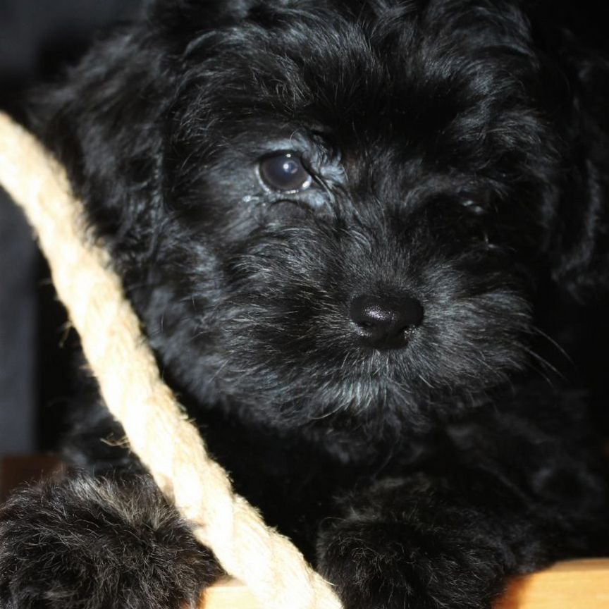 Той-пуделя 3 девочки