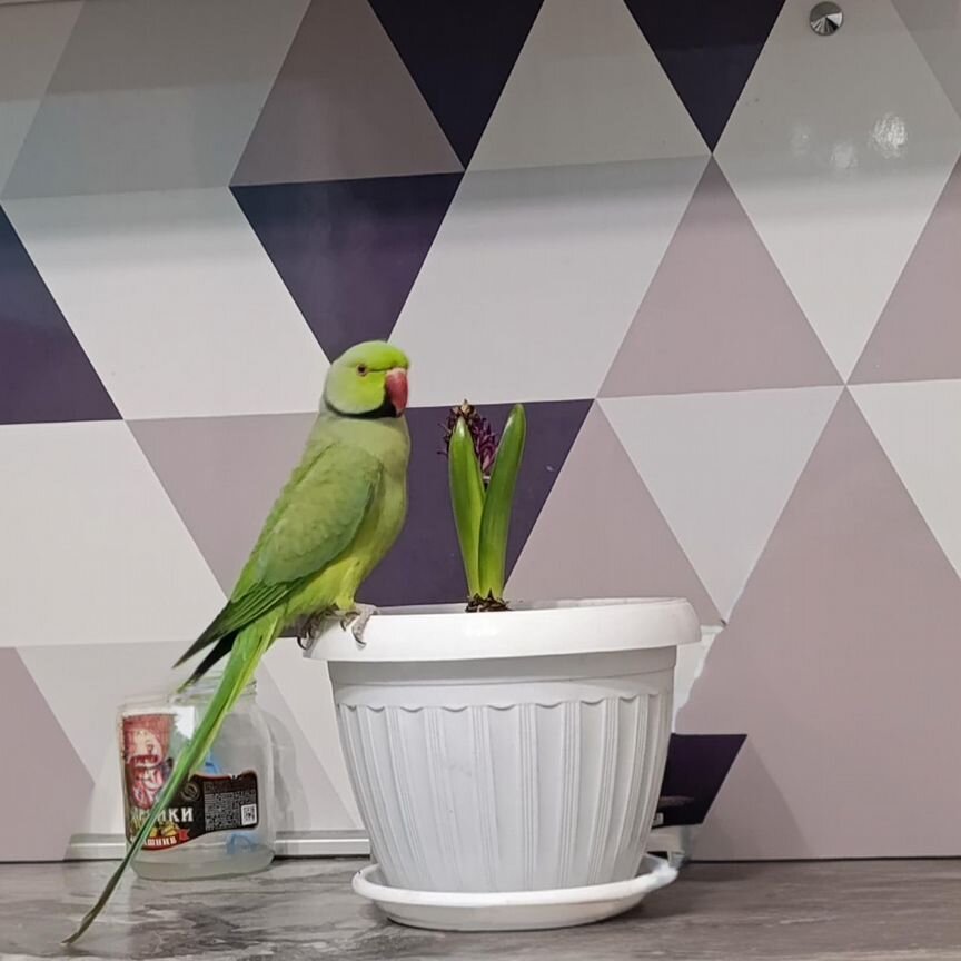 Ожереловый попугай самец