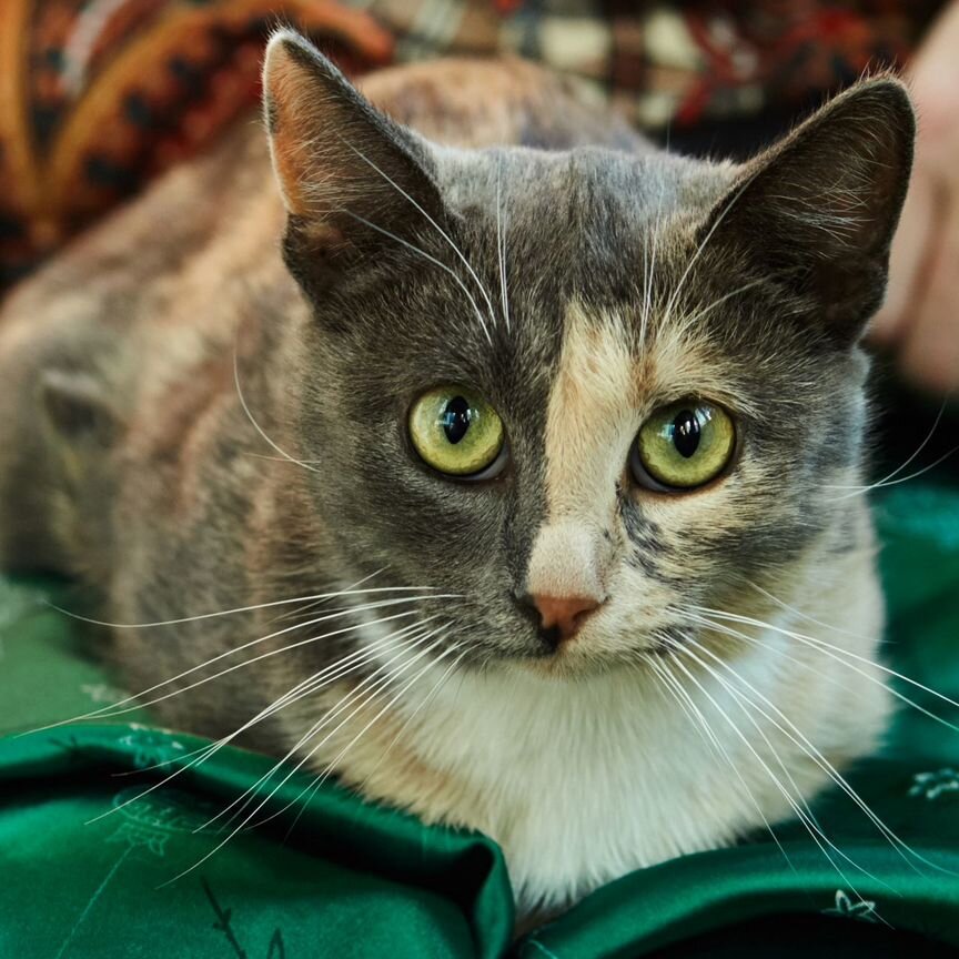 Кошечка Билли ищет дом