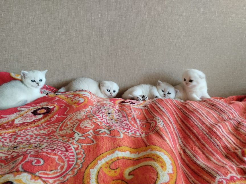 Шотландская шиншила