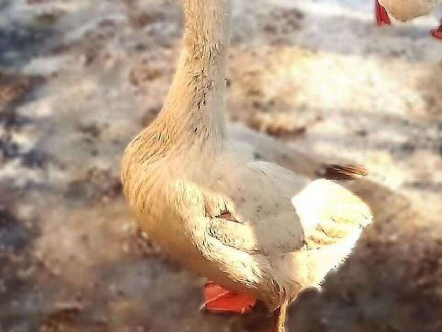 Гусь мальчик