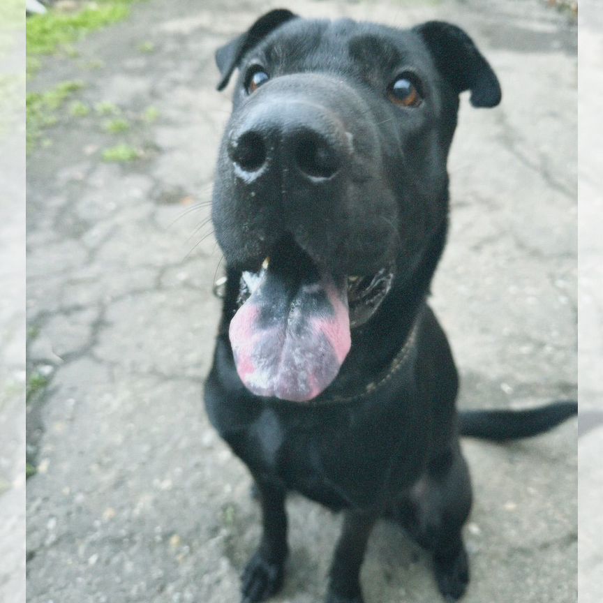 Шарпей, взрослый пёс