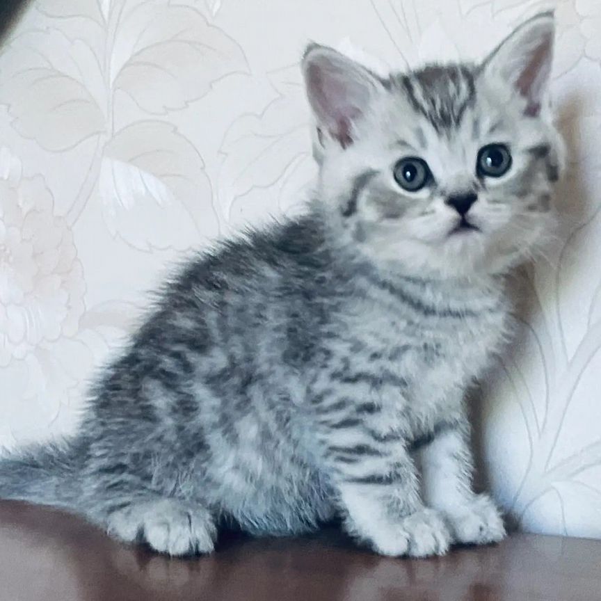 Шотландский прямоухий короткошёрстный котёнок