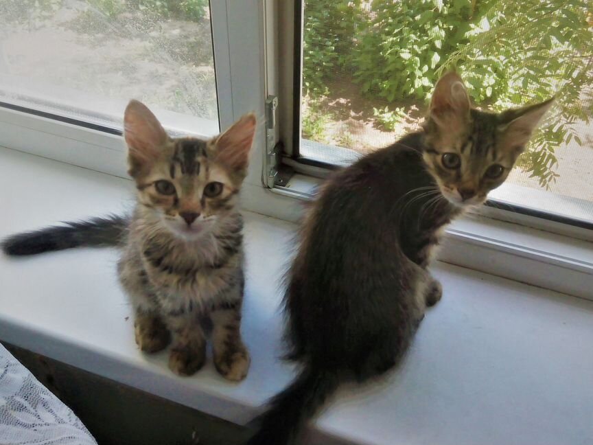 Котяши-крепыши