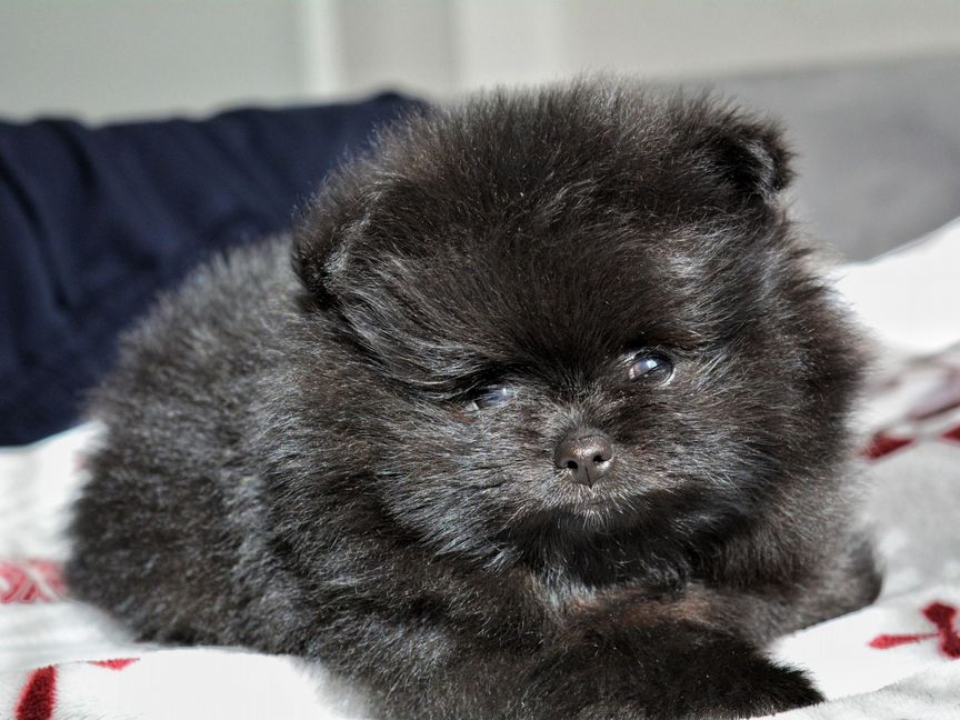 Померанский шпиц щенки