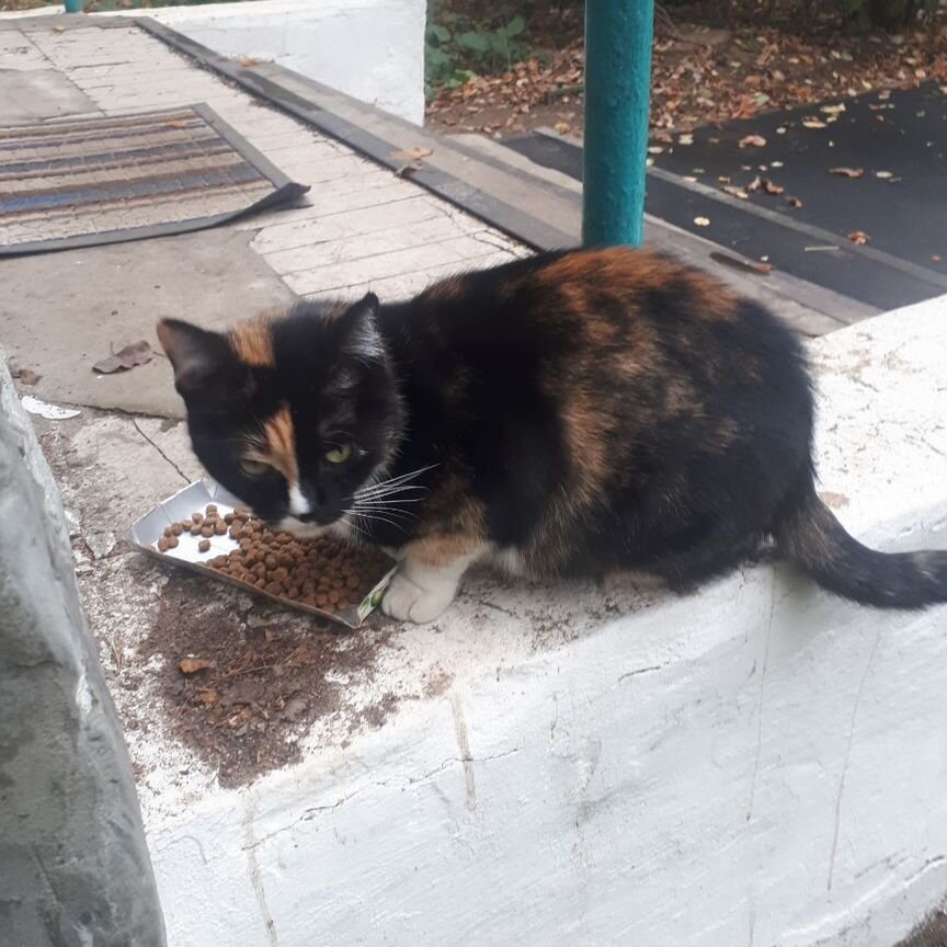 Котенька