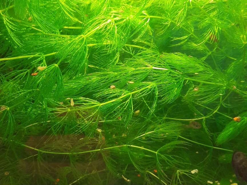 Отдам бесплатно водоросли