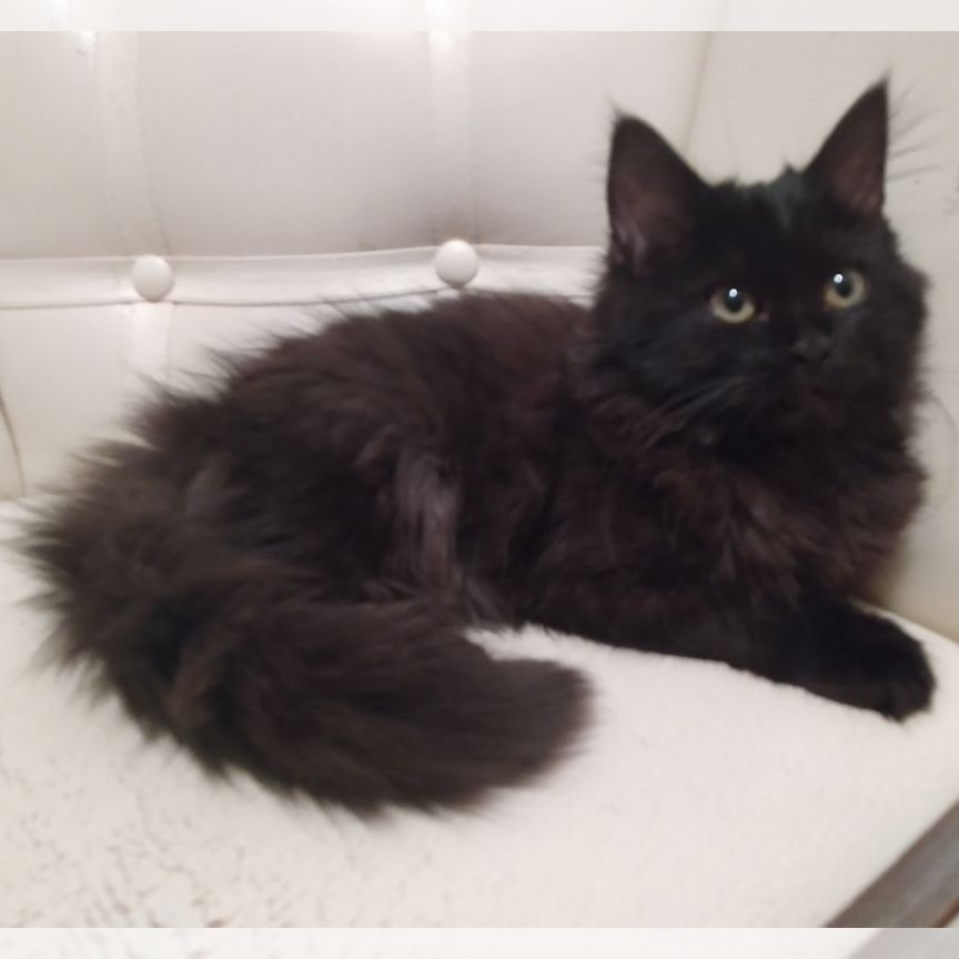 Мейн-кун котёнок