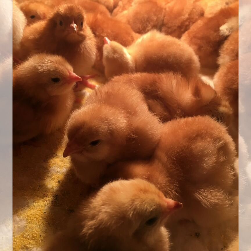 Цыплята ломан браун (курочки отсортированы)