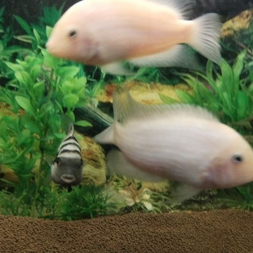 Аквариумные рыбки