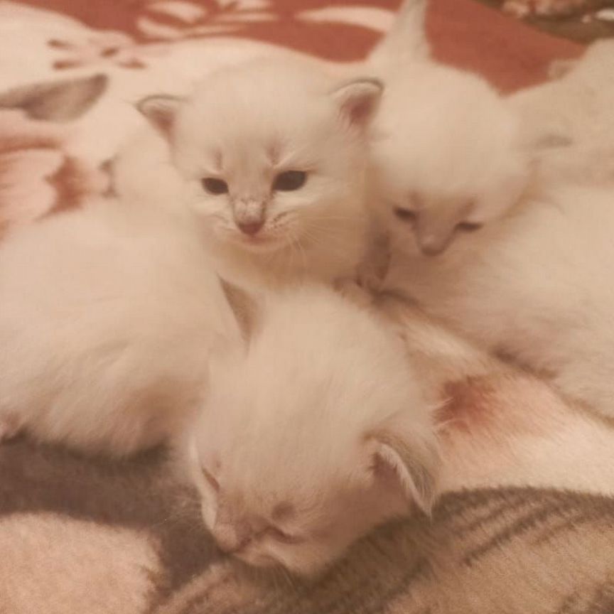 Котята порода Невская маскарадная