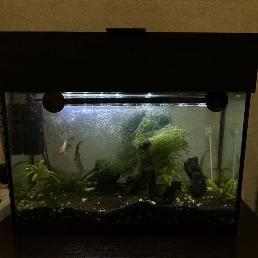 Аквариум с рыбками