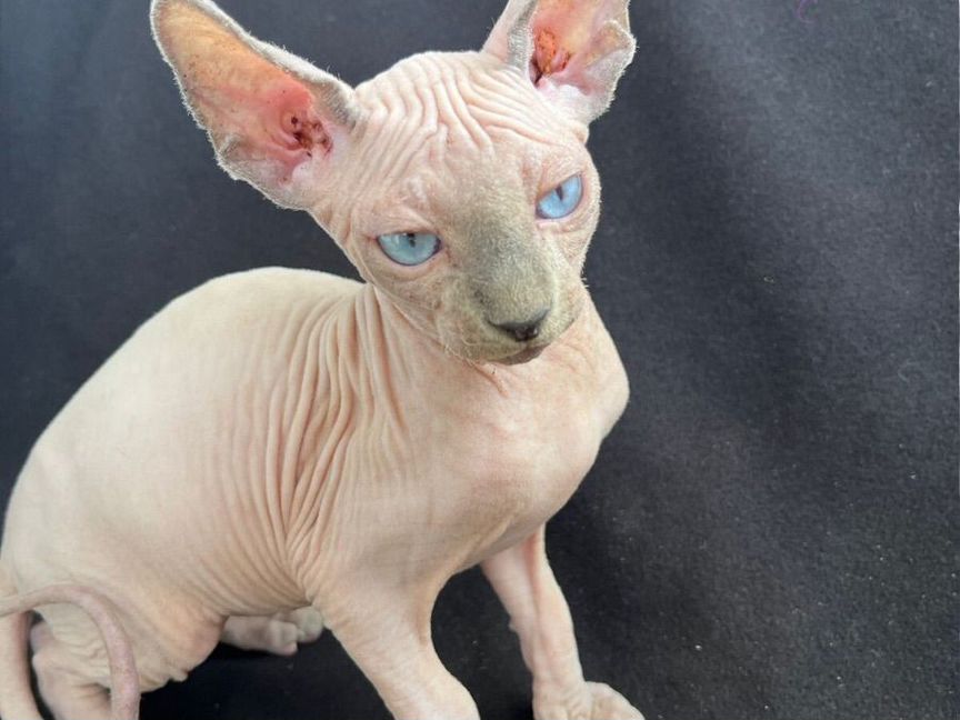 Бамбино лонг