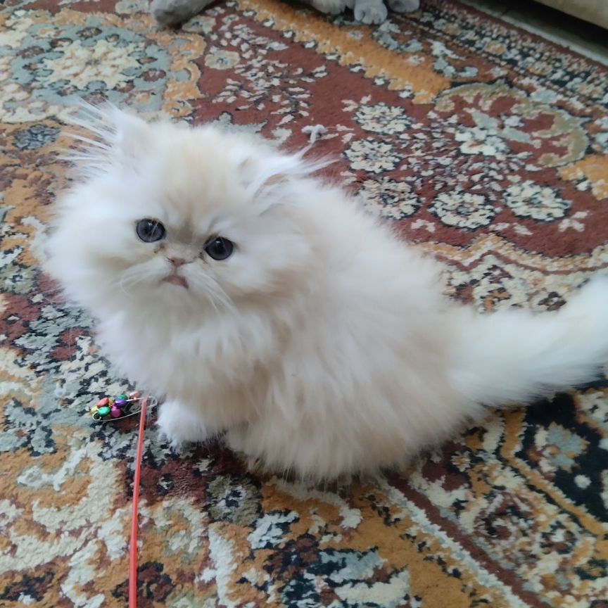 Персидские котята